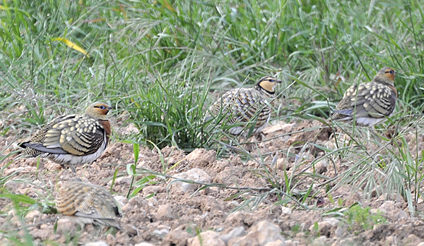 Birding in Spain, Birding in Catalonia: How to find Dupont's Lark ...