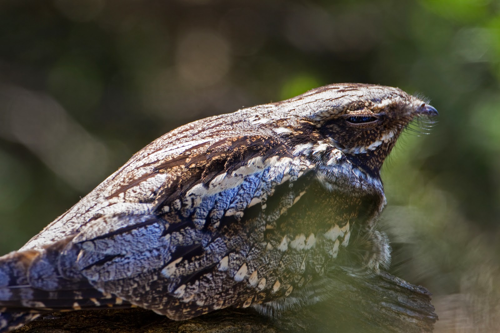 Martin's Sussex Birding Blog: Nightjar