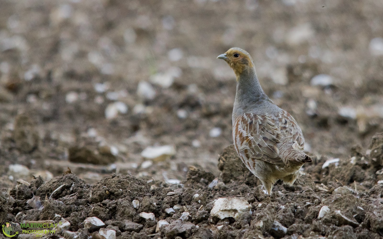 Martin Clay Photography: Grey Partridges & The Silhouetted Hobby