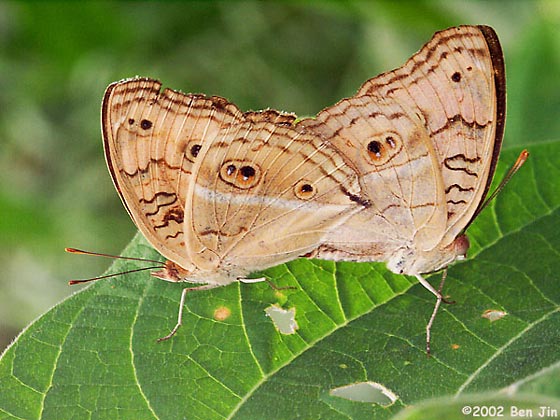 Butterflies of Singapore: Sexual Dimorphism : Part 1