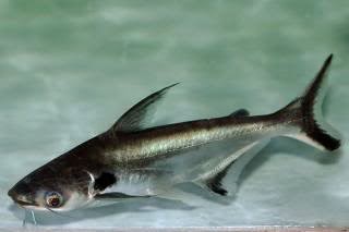 Cá cảnh mặt cười như trẻ con 6 đầu.