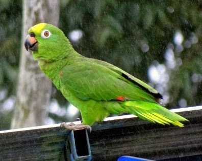 Aves de Venezuela con Historias: Guaro, Loro guaro