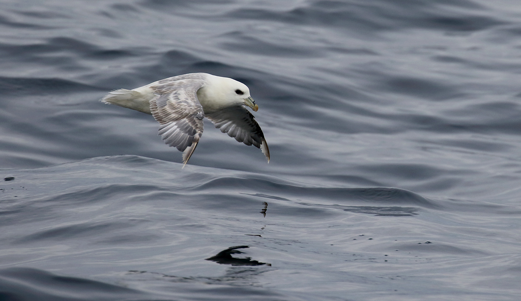 ©Jørgen Kabel: Mallemukker, "Det Gule Rev" NV for Hanstholm