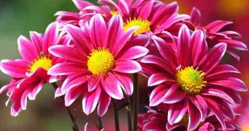 Manfaat Bunga Krisan Yang Sangat Luar Biasa - Teknisi Informasi