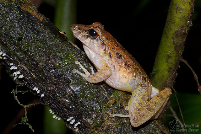 nature photography + herping : CR - Amphibians