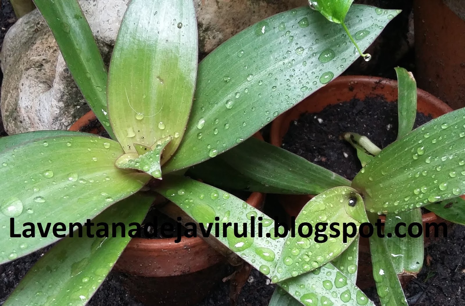 LA VENTANA DE JAVIRULI: PLANTAS DE INTERIOR (78): TRADESCANTIA ...