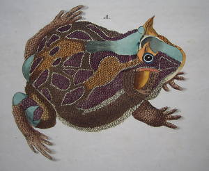 Le Miroir Alchimique: PHILALETHE (George Starkey) An Exposition upon ...