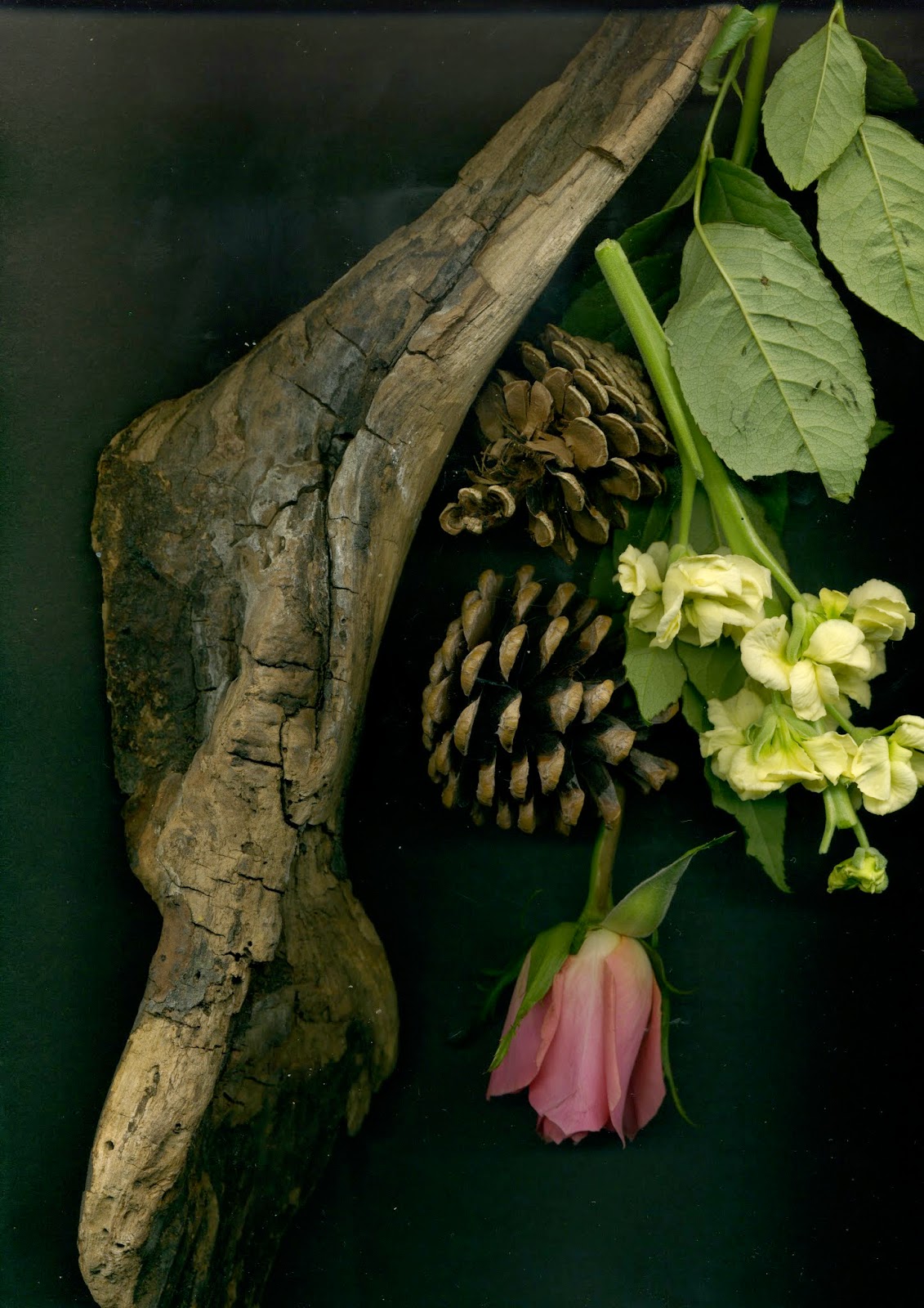 Unit 3 - Ideas and Concepts in Art and Design: Scanography