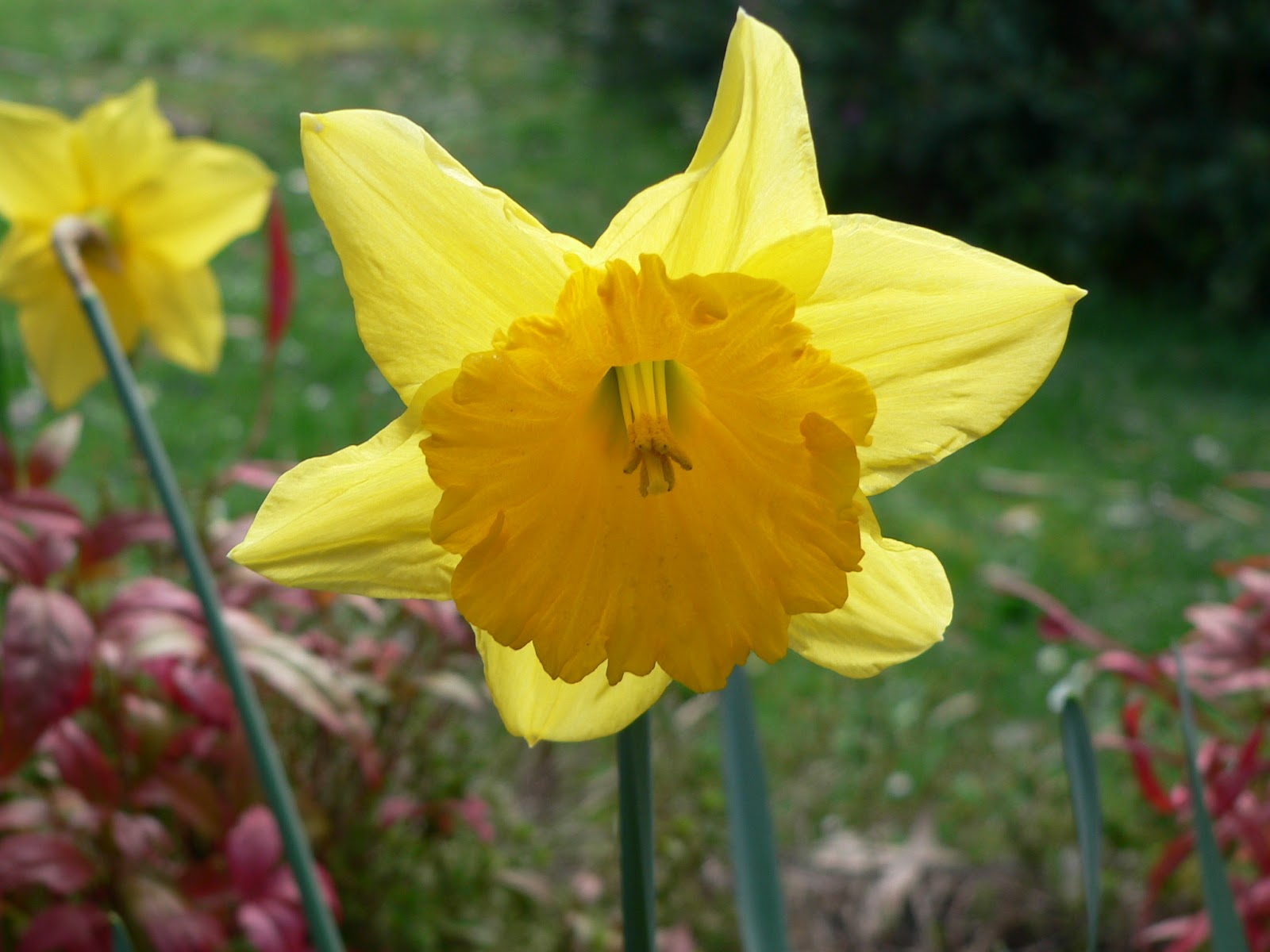 Aggregata Plants & Gardens: Narcissus and other florals in Macedon