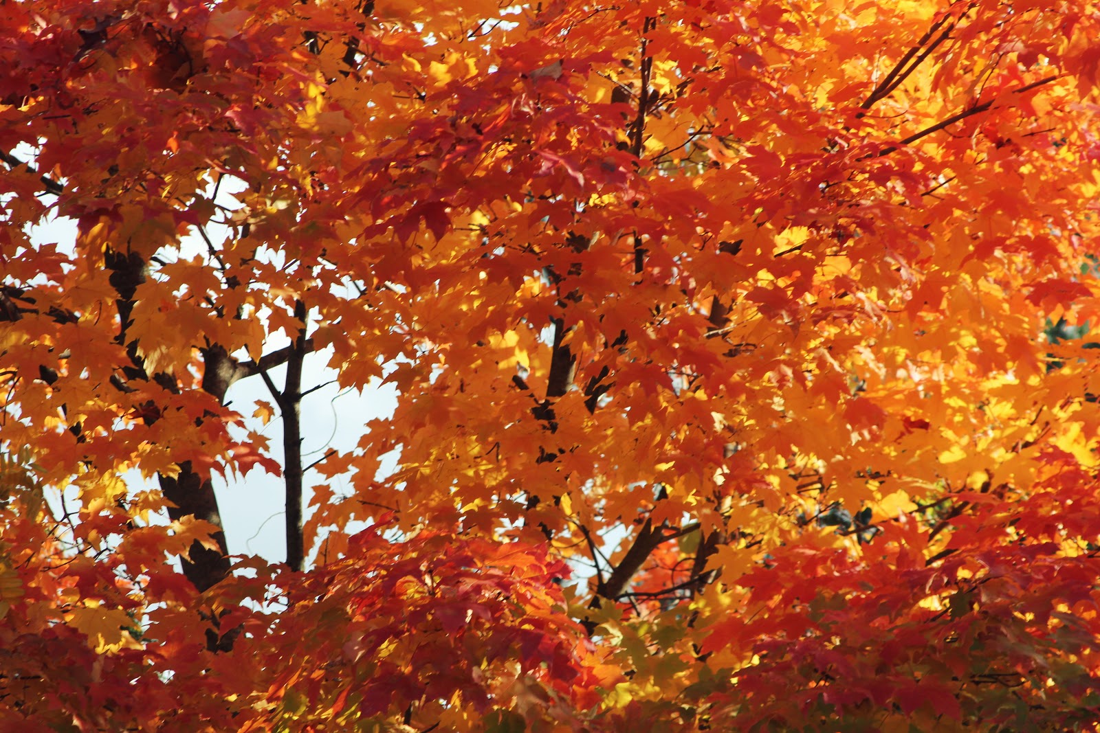 big red EP: Another beautiful fall day
