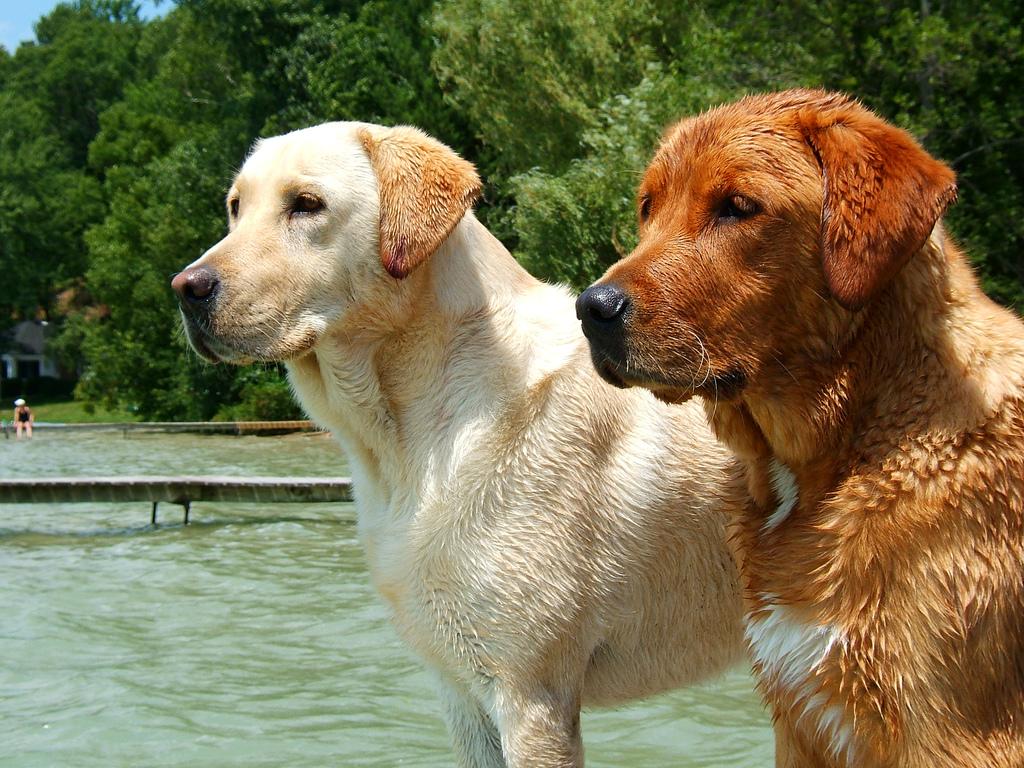 El Pueblo Peludo: Labrador Retriever
