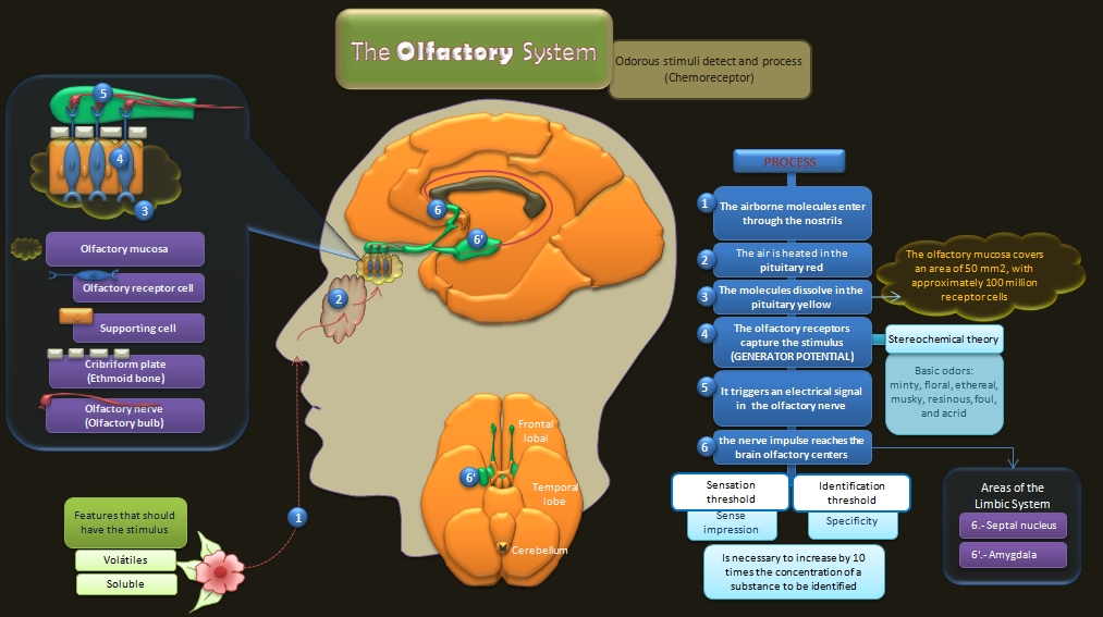 Educative diagrams: Diagram of the Sense of Smell