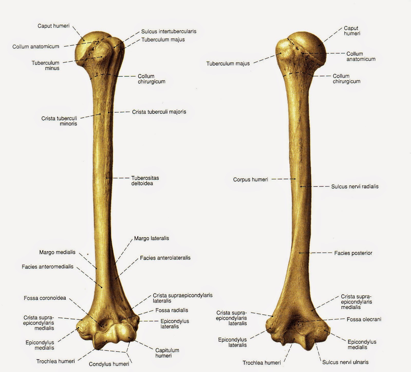 Gangguan Fungsional Tangan Lengan Sinistra Akibat Fraktur Supracondylus ...