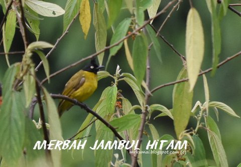mrkumai.blogspot.com: Koleksi Burung di Cameron Highlands: Merbah ...