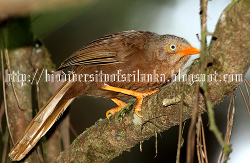 Biodiversity of Sri Lanka: රතු දෙමලිච්චා[Rathu Demalichcha]/Orange ...