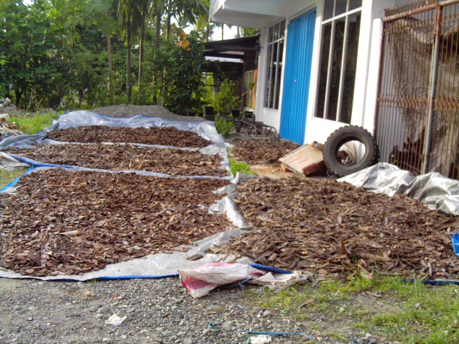 Ransun Group: PROSES PENGERINGAN KULIT KAYU MASSOIA (MASOHI) OLEH CV ...