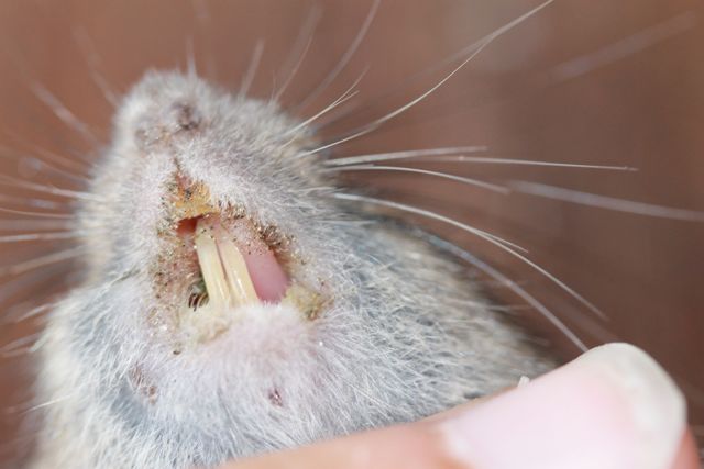 Reflections from Crumbly Acres: Mice friends we have known