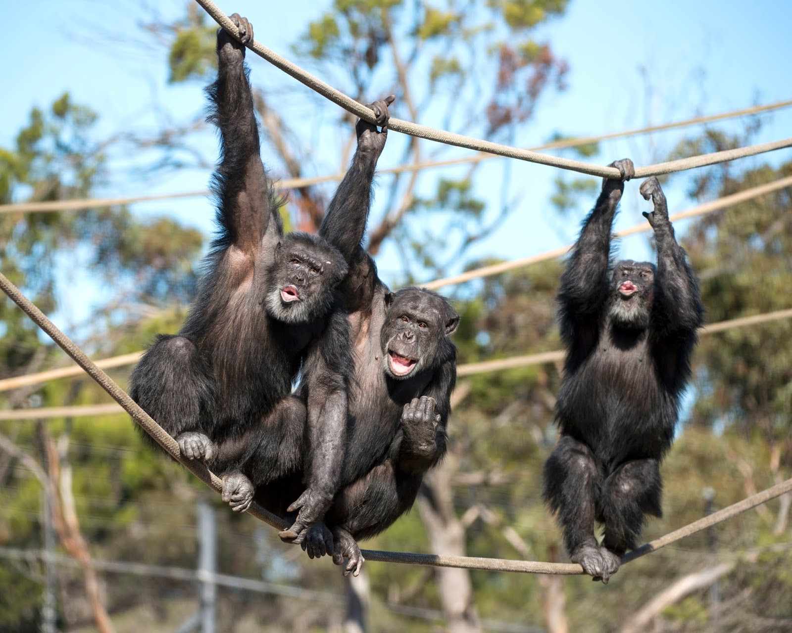 Trabajar en el zoo: Cuidado del chimpancé