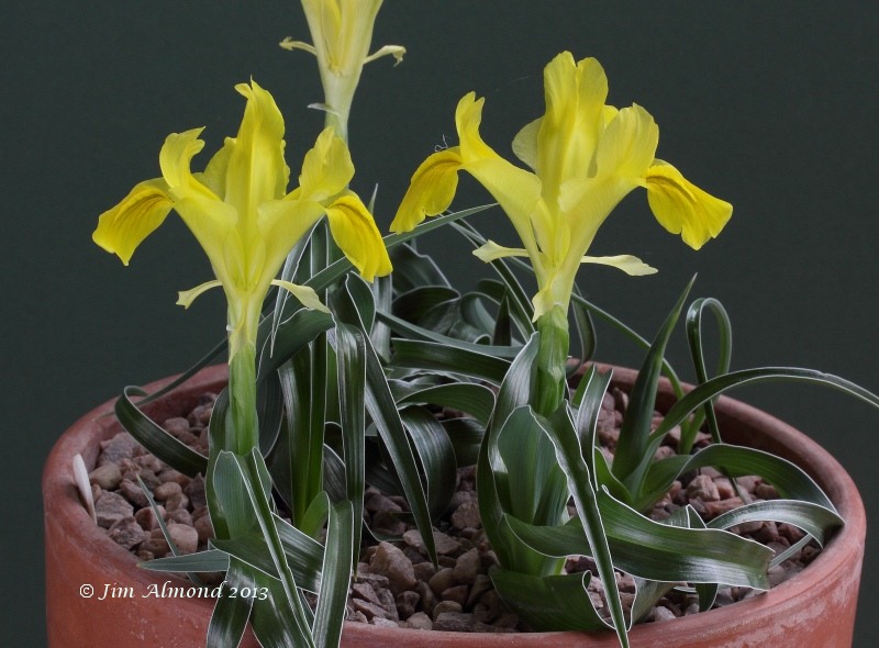 Alpines for the Enthusiast: March 2013