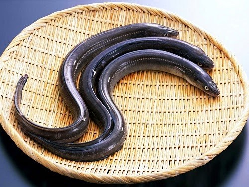 Jenis Dan Tipe Bentuk Tubuh Ikan