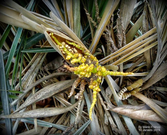 Meu Cantinho Verde: ARIRI- MIRIM, COQUINHO ARIRI - ( Syagrus microphylla )