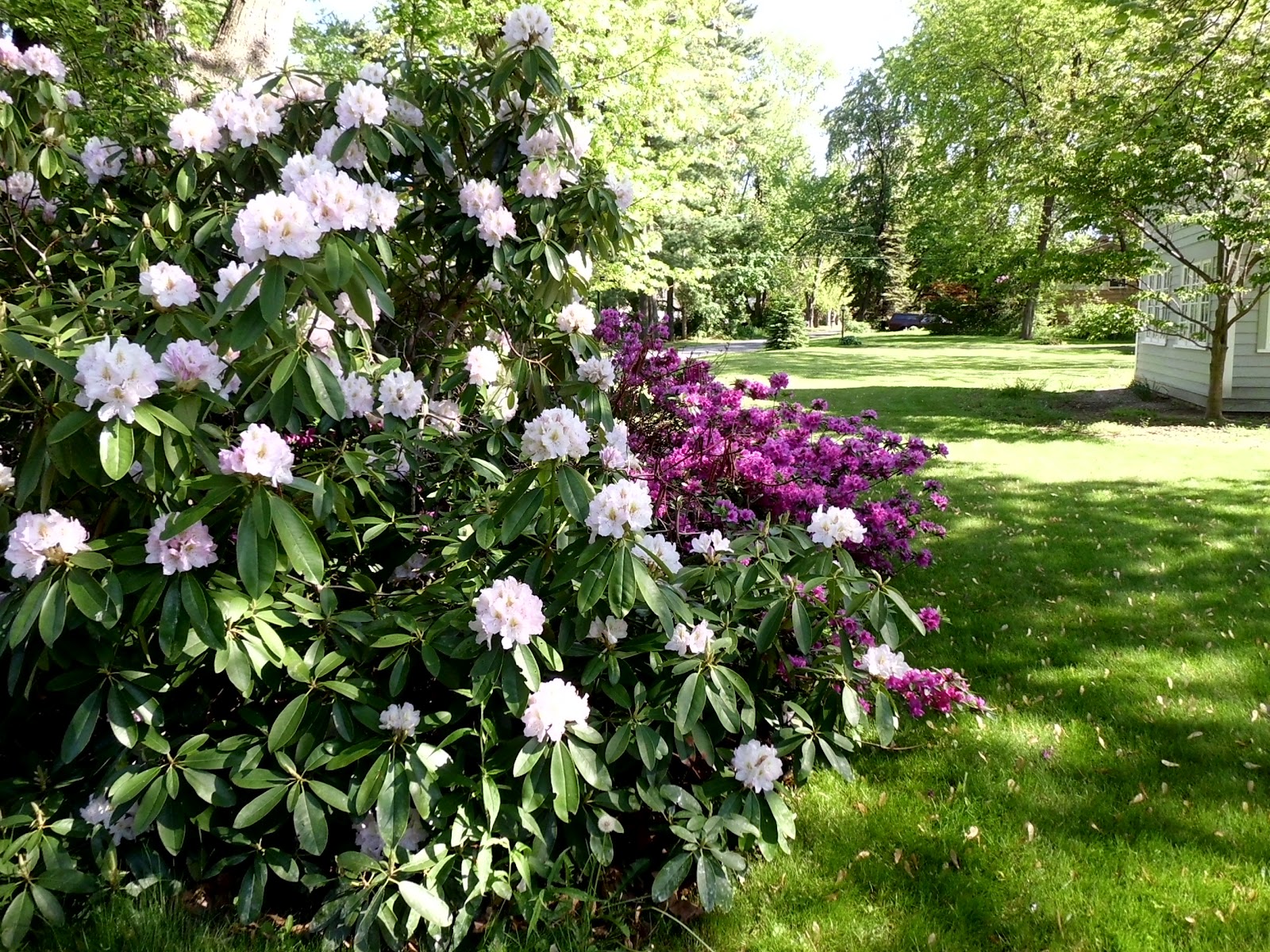 Livin' In The Green: Photo Walk - Rhododendrons