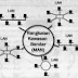 Definisi dan kegunaan MAN (Metropolitan Area Network) - CATATAN Q