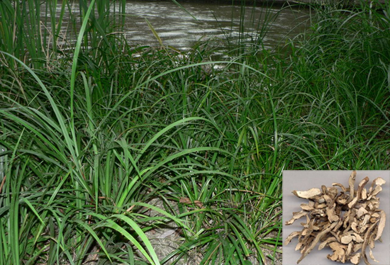 Acorus (SHI CHANG PU)-Acorus tatarinowii