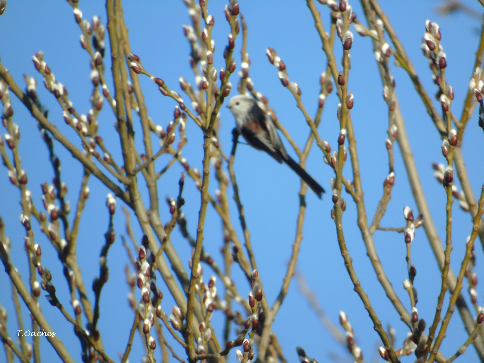 PASARI DIN ROMANIA: PITIGOI CODAT, Aegythalus caudatus