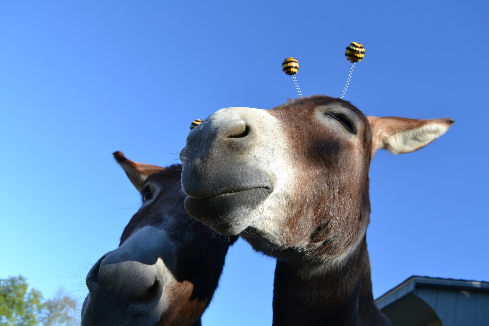 The Bees And The Birds