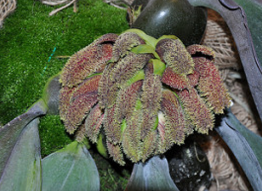 10 Bunga Paling Berbau Busuk di Dunia Beserta Gambarnya | ALL ABOUT FLOWER