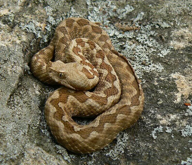 Curiozitati: Curiozitati despre vipera