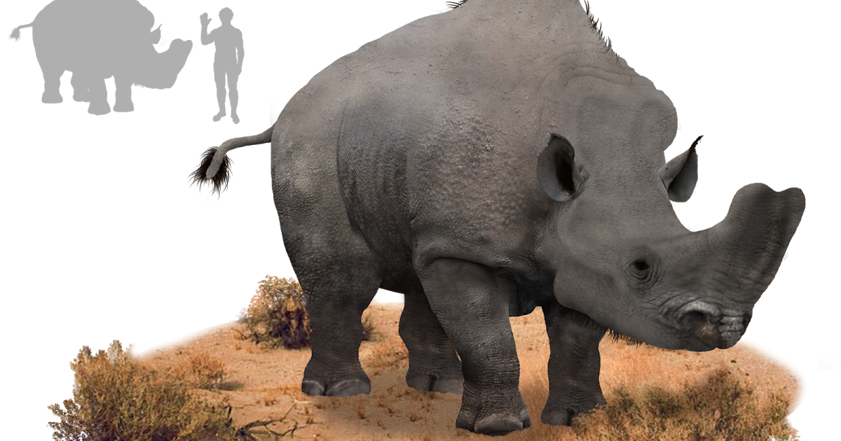 Variety of Life: Perissodactyla