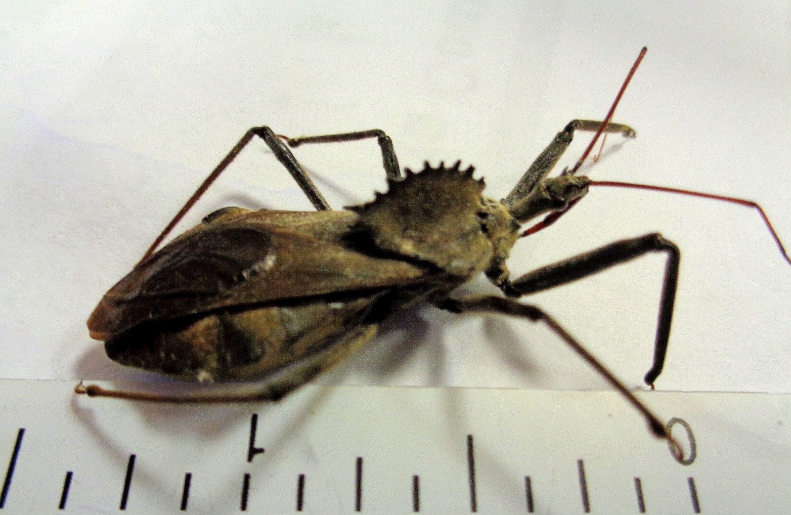 University of Florida/IFAS Charlotte County Extension: The wheel bug is ...