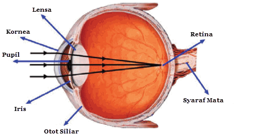 Sistem Penglihatan pada Manusia | Mikirbae.com