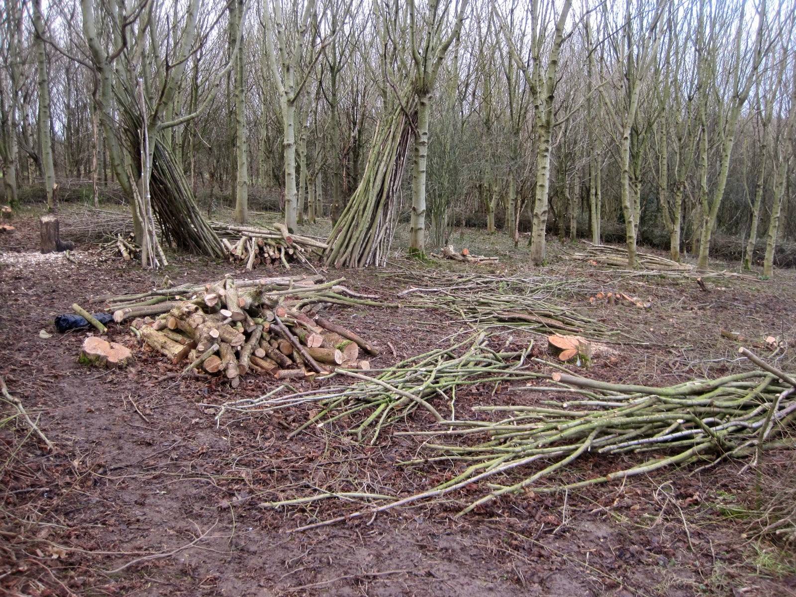 Filnore Woods Blog: Coppicing