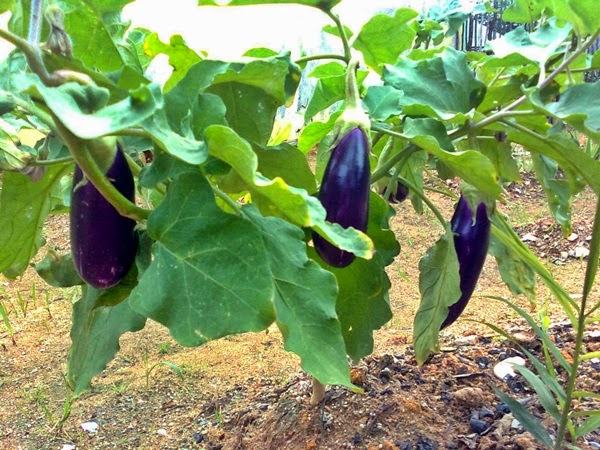 Penyakit pada Tanaman Terong - BUDIDAYAKU