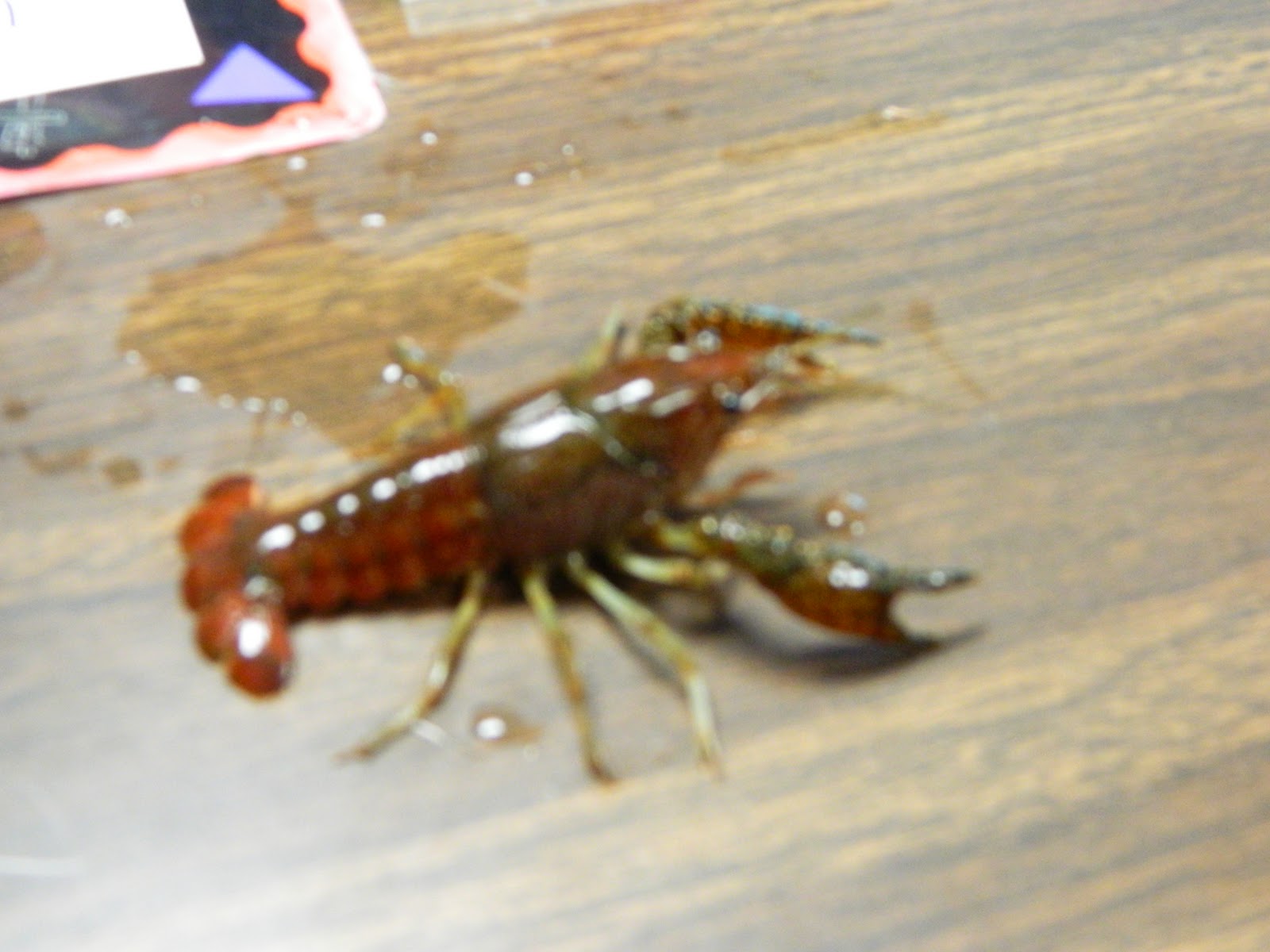 Science Gal: Crayfish time...