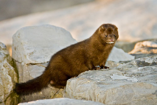 Mink ~ Animals Images