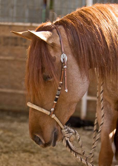 Michelle Deden Mustang Makeover: Mustang Magic 2012