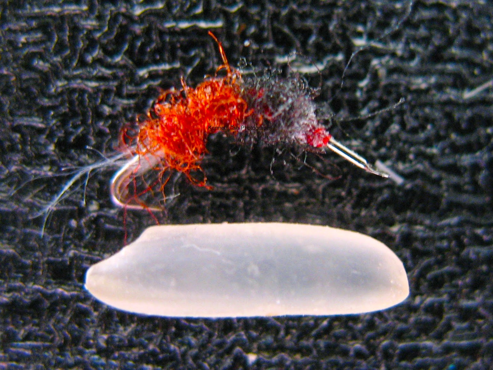 MuskieBait Adventures: Smallest fly - no target but managed a lifer