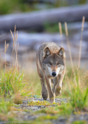 Bears at Hallo Bay: Curious Wolf! ©CAndersonTX