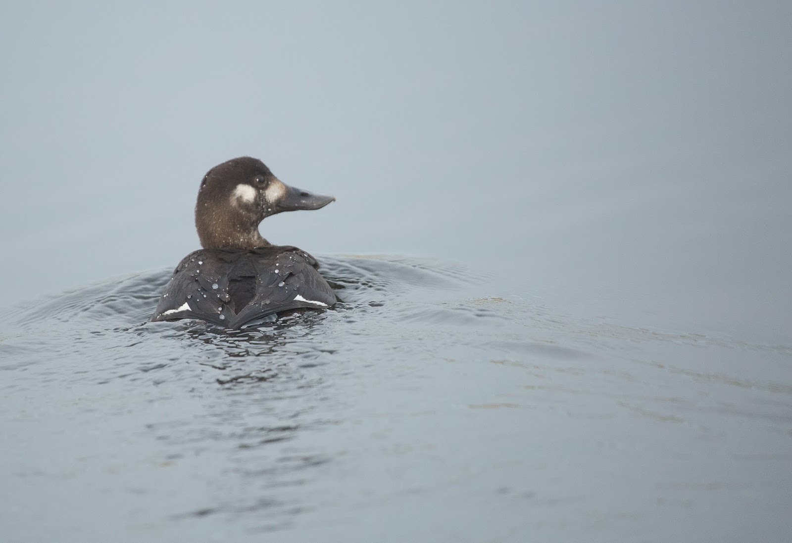 Austin's Birding Blog: 16/12/2018 High Rid Reservoir, Bolton