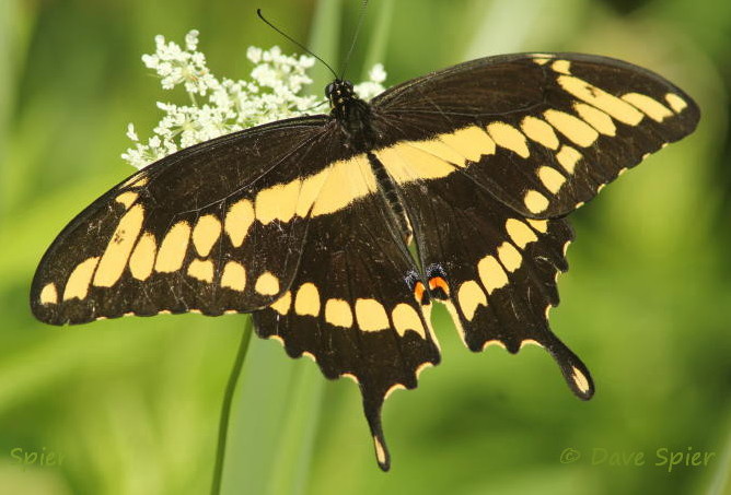 northeast naturalist: Giant Swallowtail