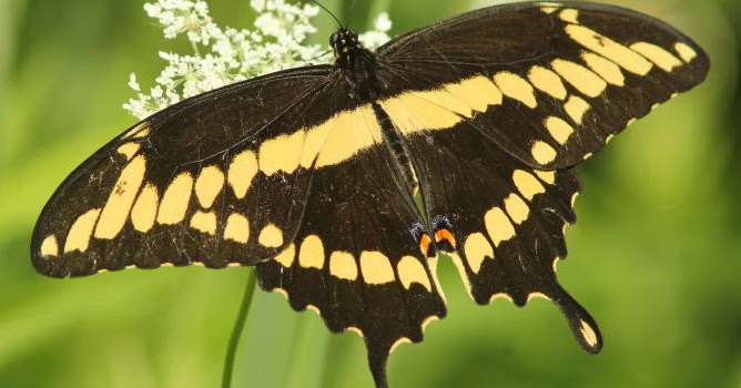 northeast naturalist: Giant Swallowtail