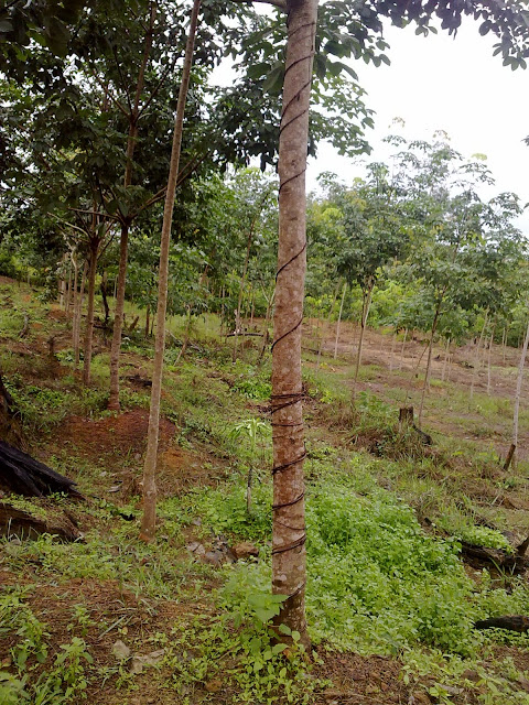 Lekir Agro: Projek 1 Tanaman Getah