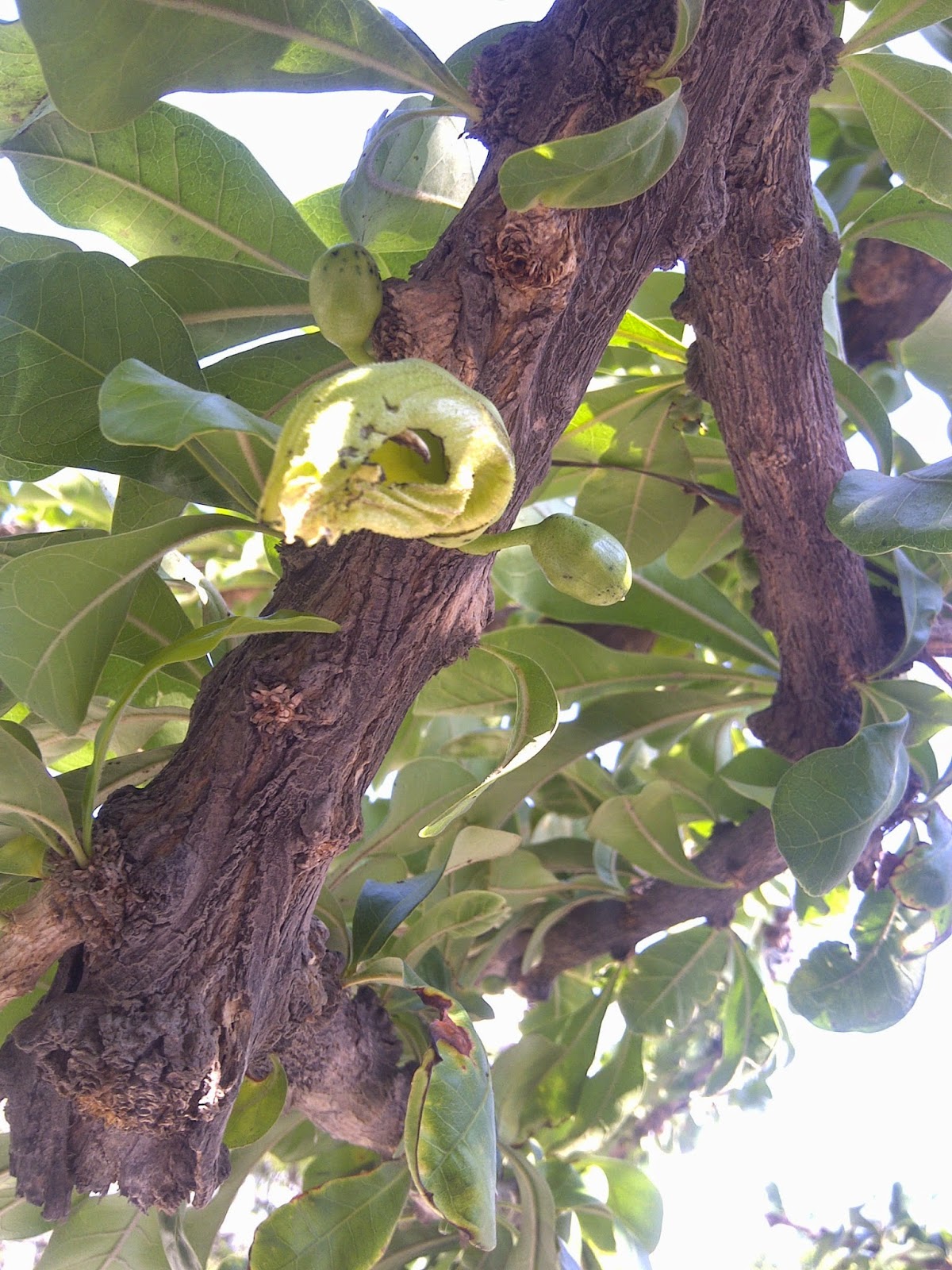 Santa Marta, sus especies vegetales : TOTUMO O CALABAZO (Crescentia cujete)
