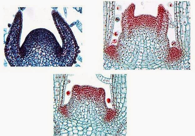 Asteraceae: Meristema e desenvolvimento do embrião