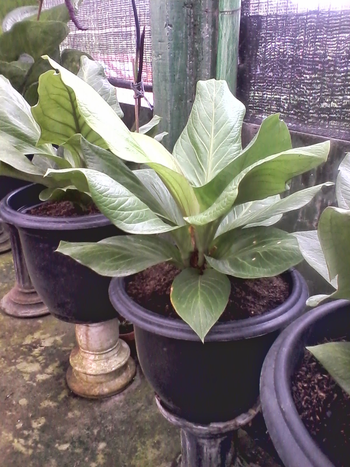 Anthurium Jemani Cobra Harga Pics