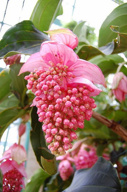 BLOG DE DECORAÇÃO-PUXE A CADEIRA E SENTE! : Decoração da casa, verde ...